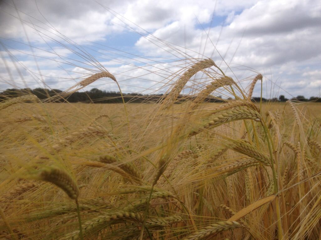 New Barley Variety Blog (Part 1) - Thompson Bros at Dornoch Distillery